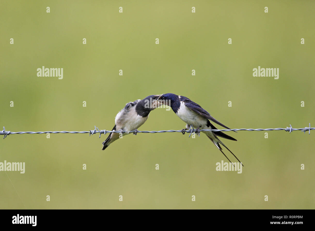 Barn Swallow, Hirundo rustica, adult feeding young Stock Photo - Alamy