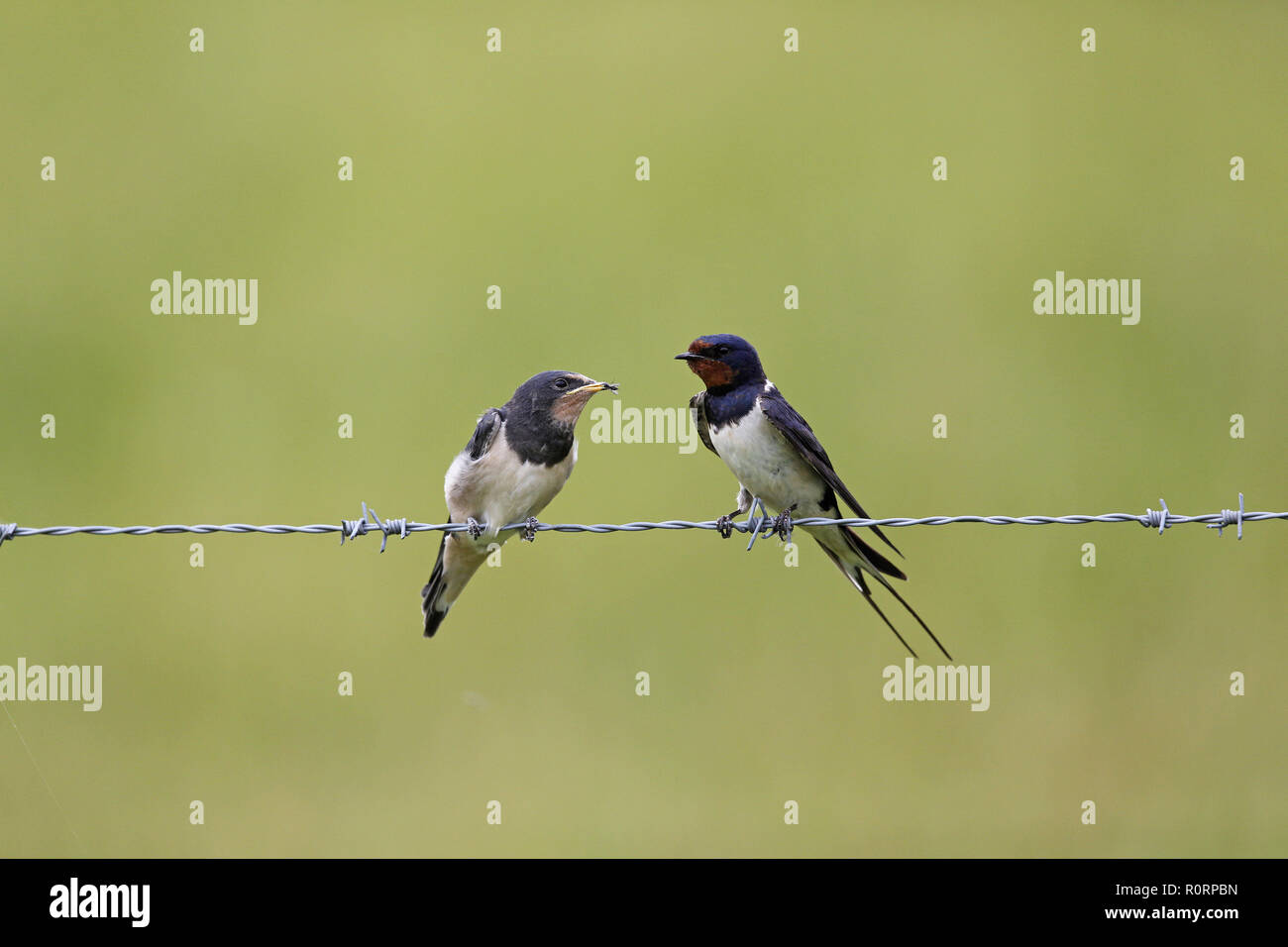 Young swallow bird hi-res stock photography and images - Alamy