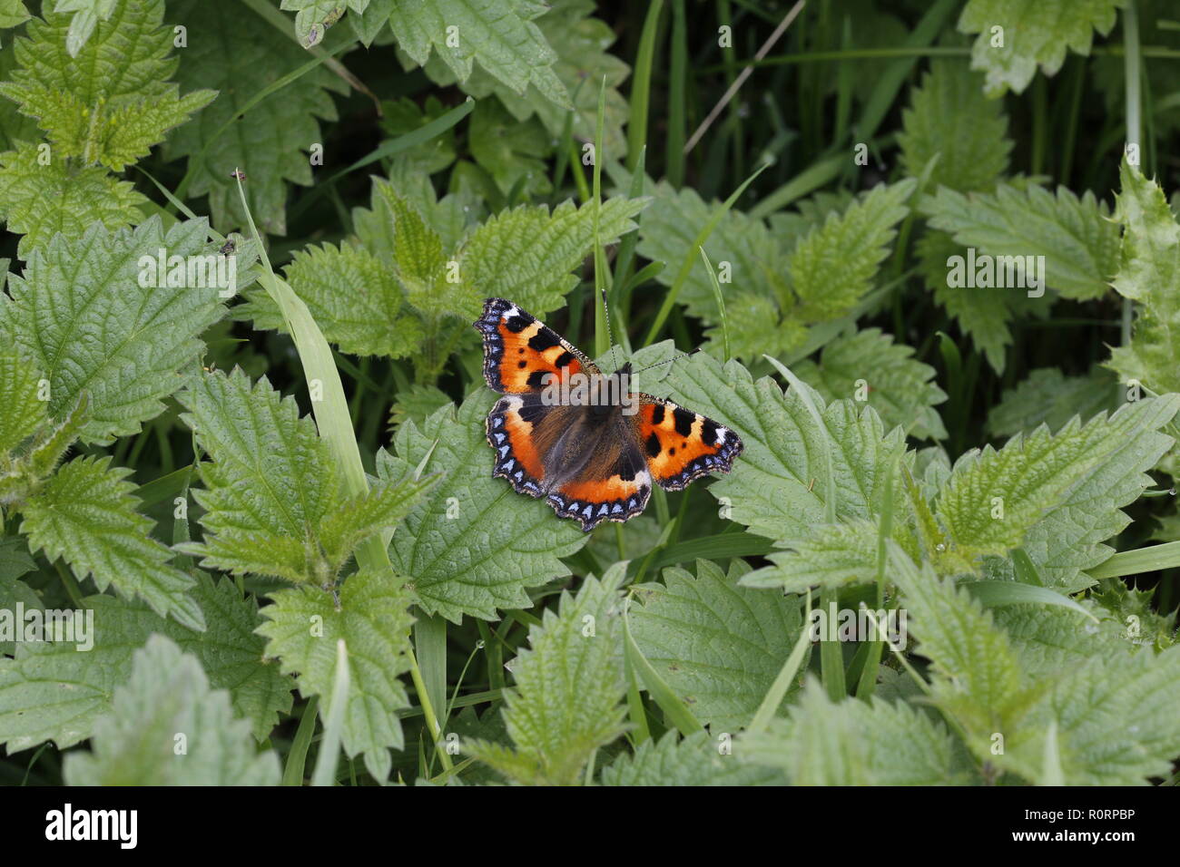 Small Tortoiseshell, Aglais urticae, in nettle bed Stock Photo - Alamy