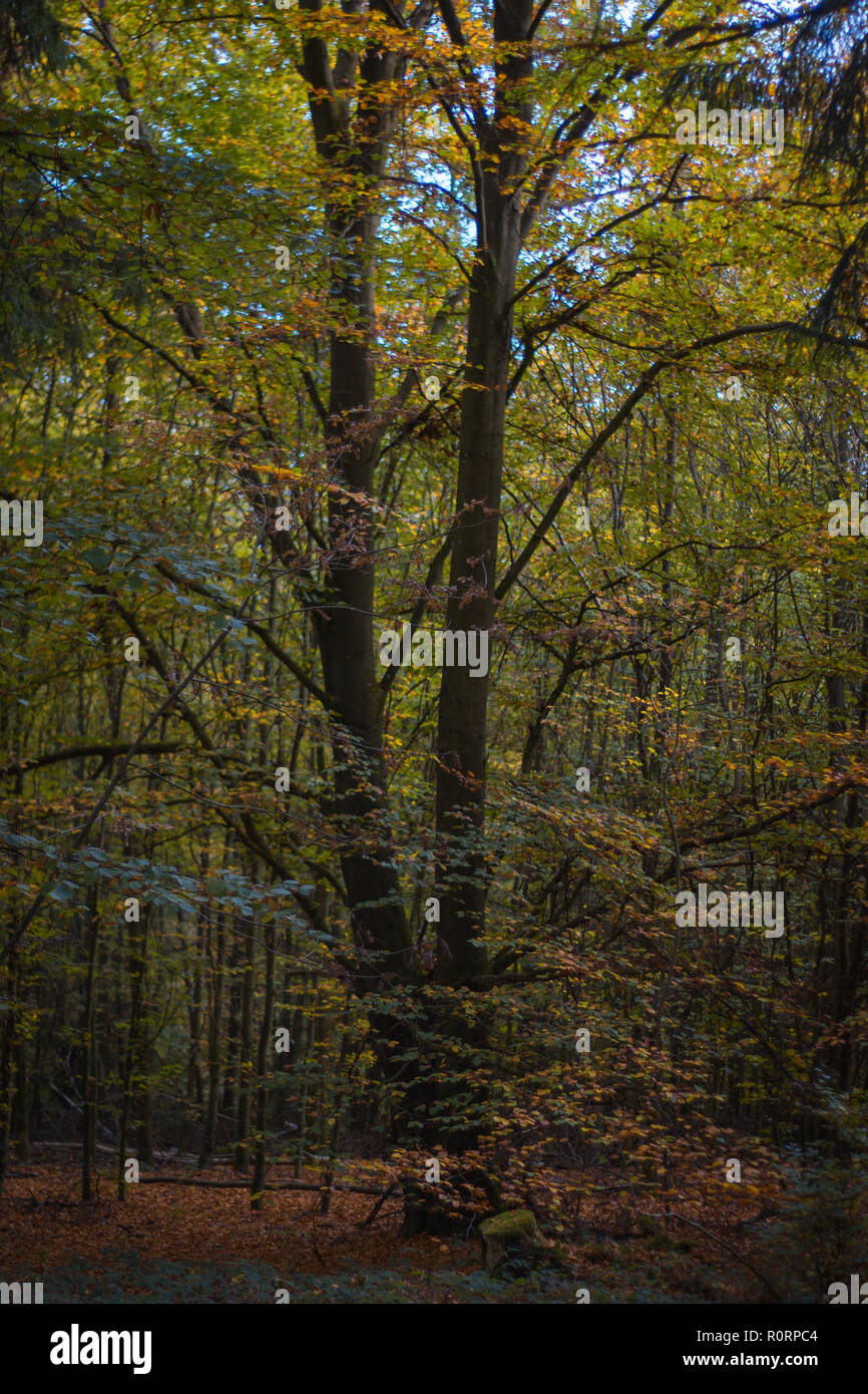German Autumn Forest Stock Photo - Alamy