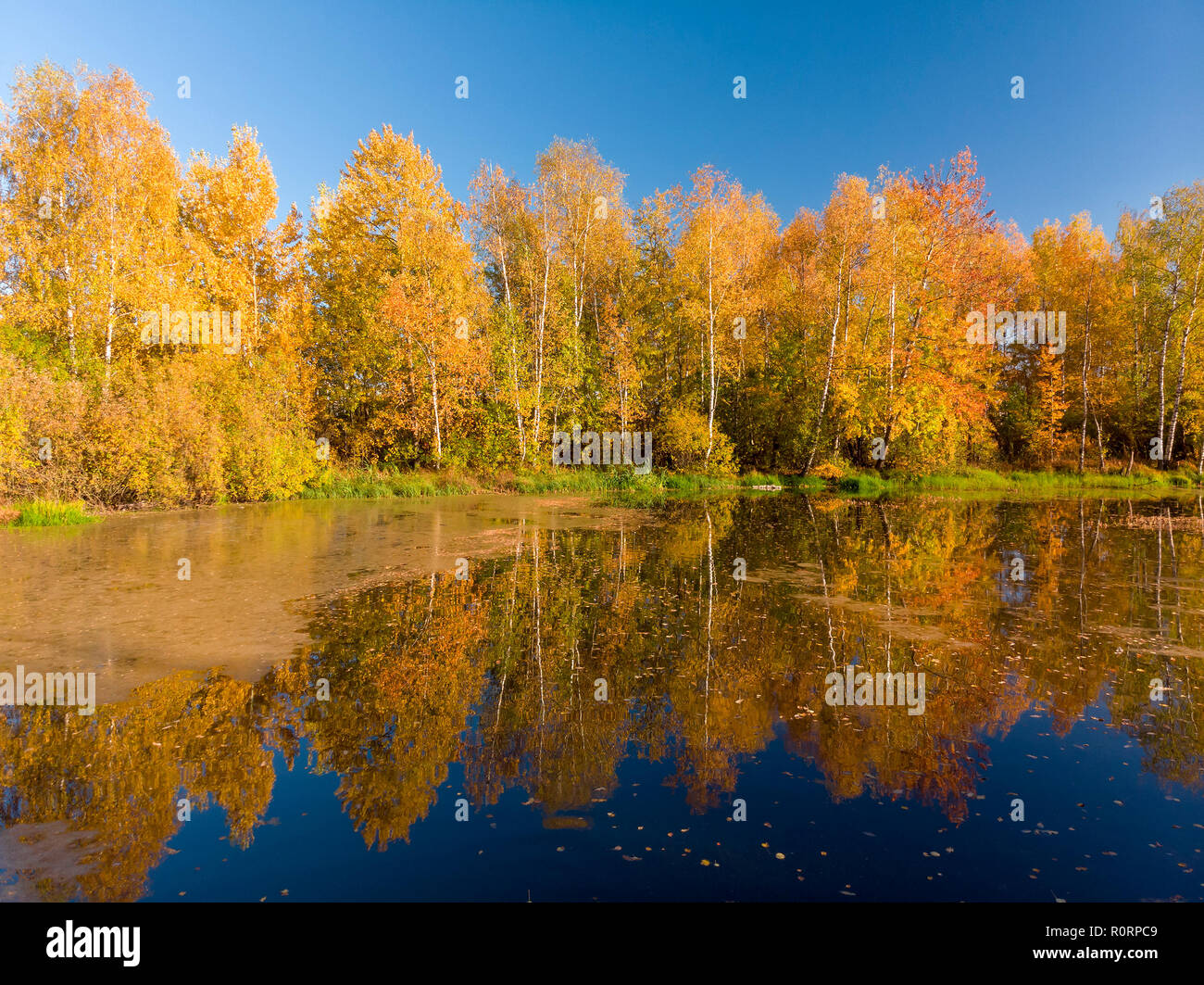 Russian autumn landscape with a birches, pond and reflection Stock ...