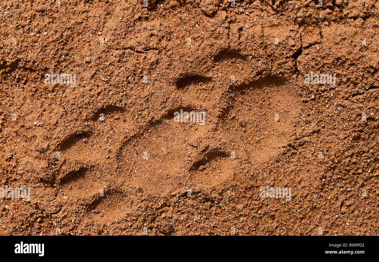 Very often the only sign of a leopard's presence is the distrinctive ...