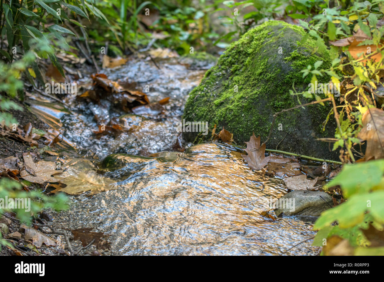 Stream close up hi-res stock photography and images - Alamy