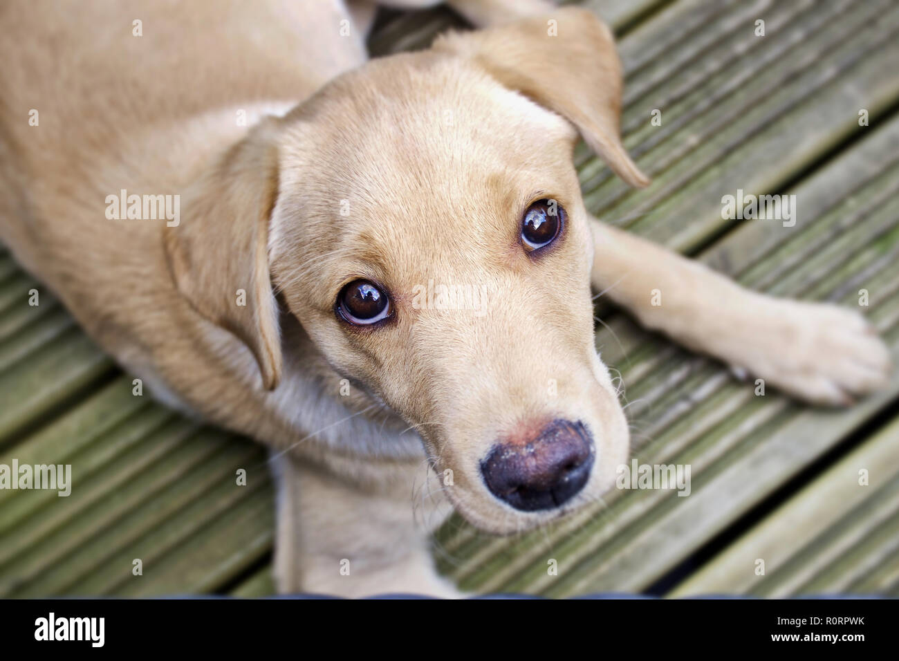 Labrador eyes hi-res stock photography and images - Alamy