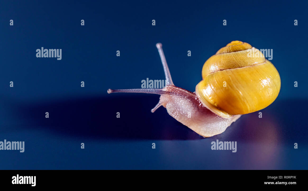 Macro view of snail with yellow shell on it, isolated shot on blue ...
