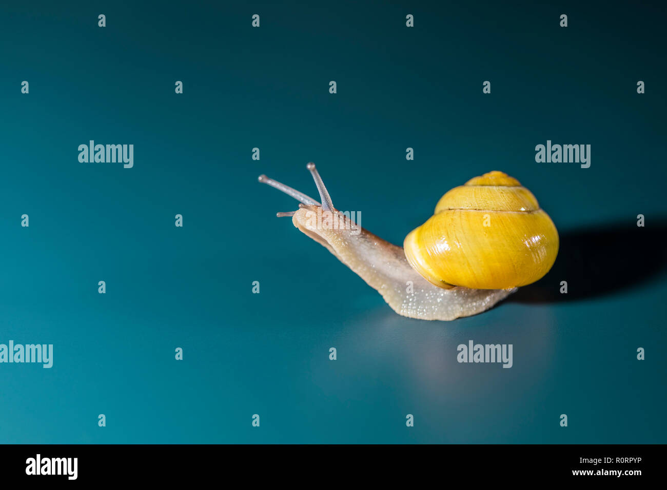 Macro view of snail with yellow shell on it, isolated shot on blue ...