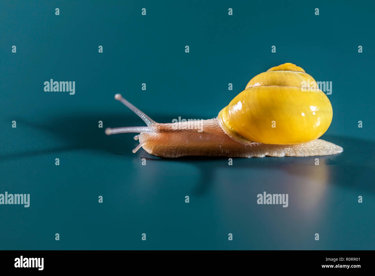 Macro view of snail with yellow shell on it, isolated shot on blue ...