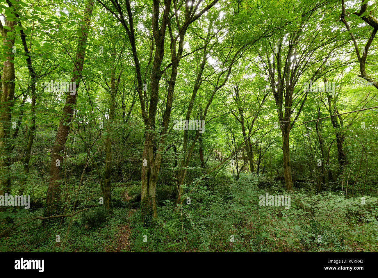 Hornbeam temperate forest in south west France near Bordeaux Stock ...