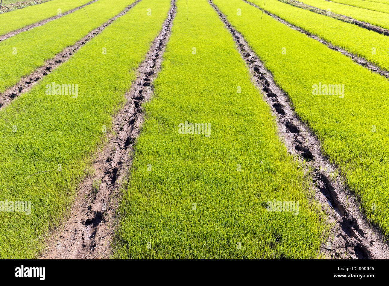 Perspective view of a new rice field in Asia Stock Photo - Alamy