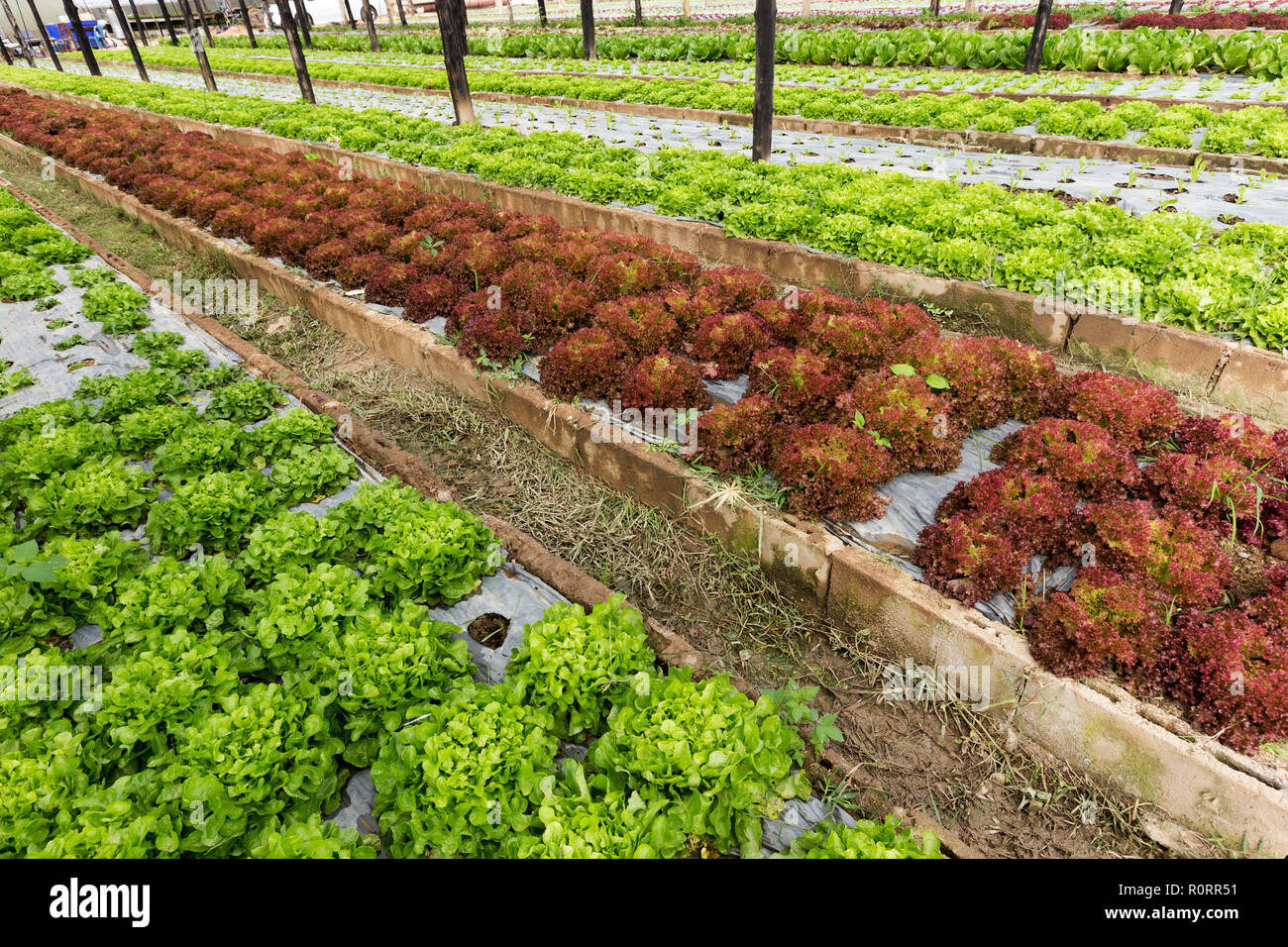 Organic salad field in a tropical vegetable garden Stock Photo - Alamy
