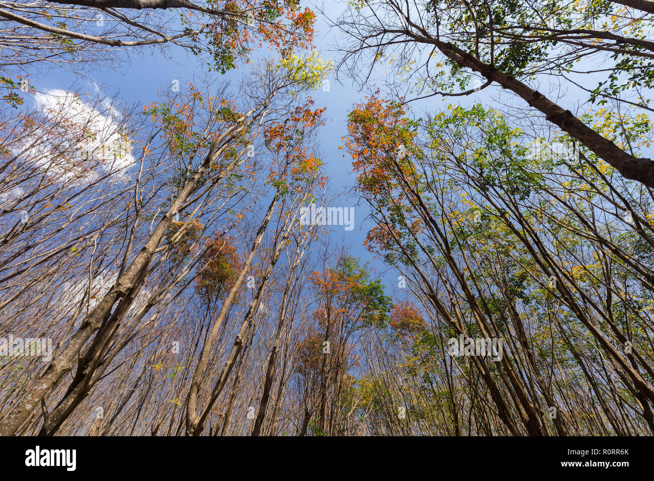 Dynamic view of a rubber tree plantation in winter, Ko Lanta island ...