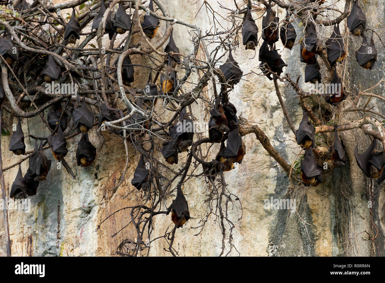 Flying foxes colony hanging on dead branches on a cliff in Ko Lanta ...