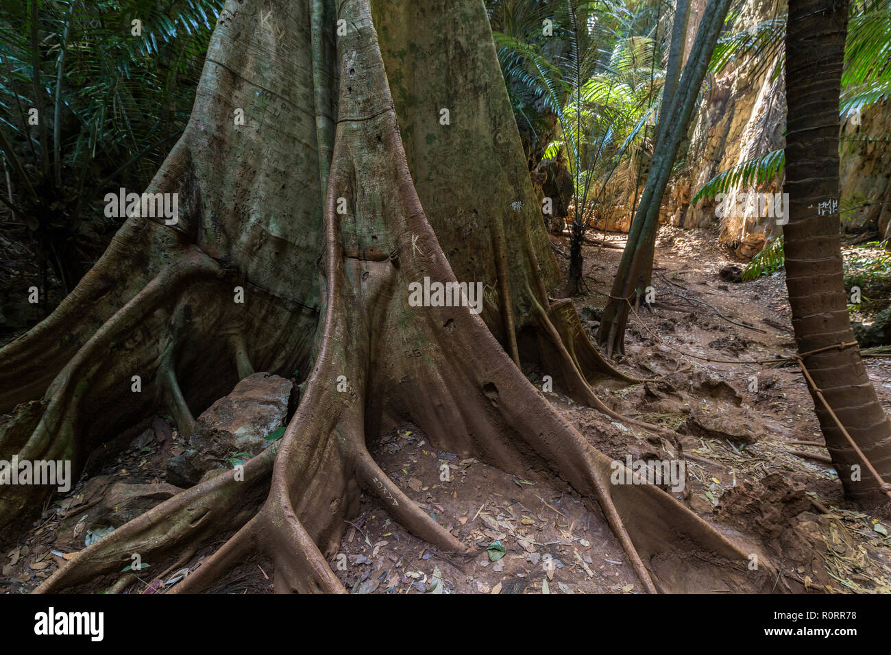 Huge fig tree trunk in jungle undergrowth in Ao Nang, Krabi, Thailand ...