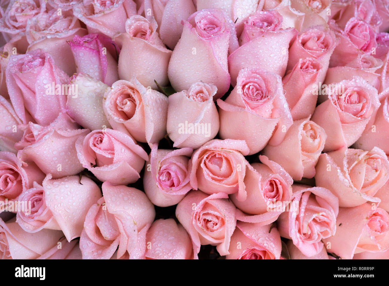 Fresh Pink rose bunch with drops of wate Stock Photo - Alamy