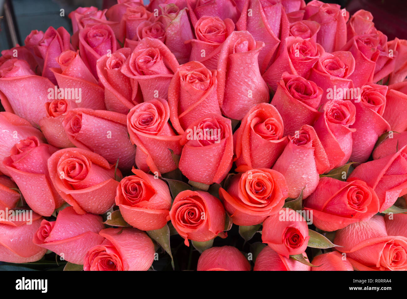 Rose bunch hi-res stock photography and images - Alamy
