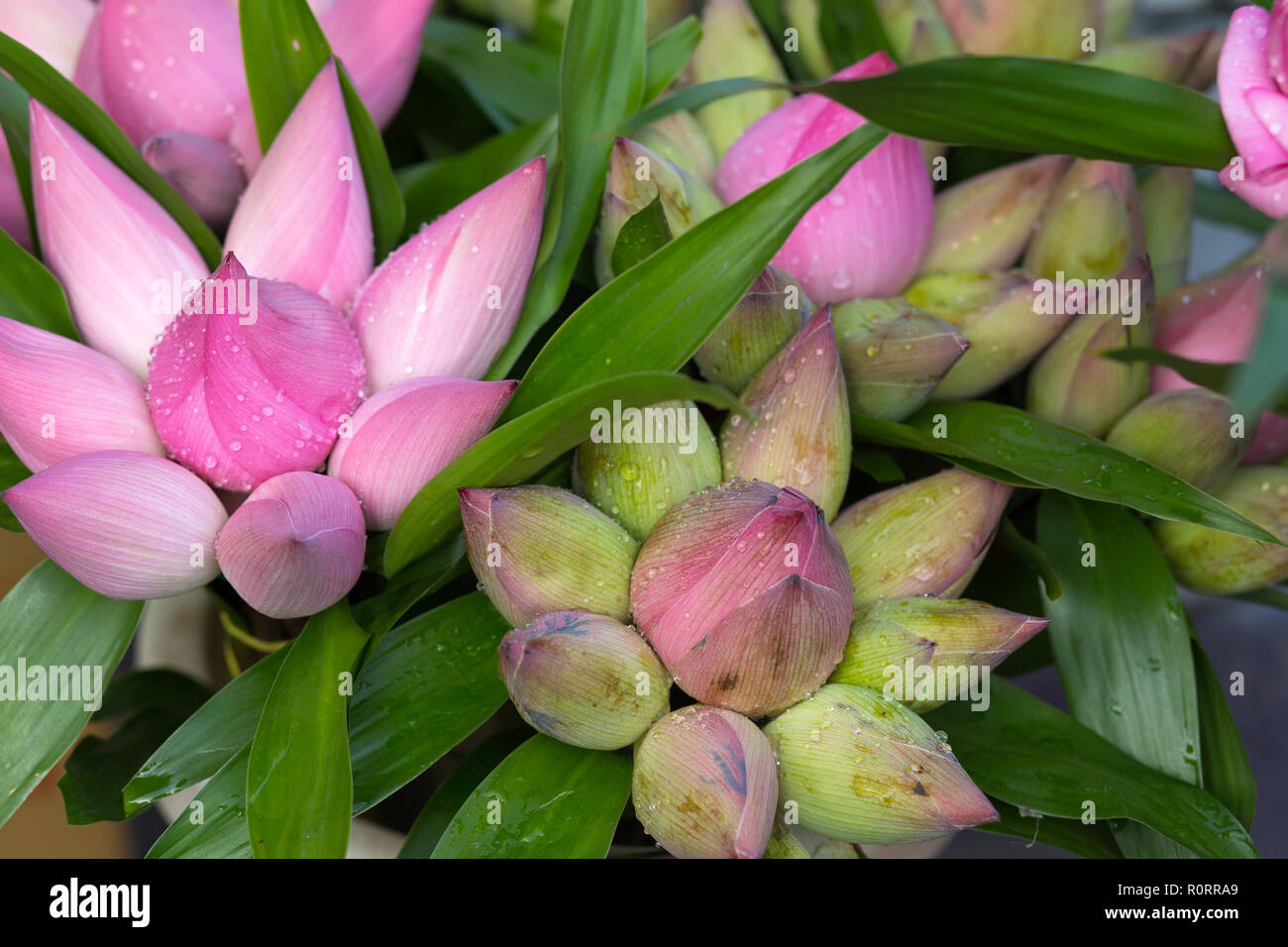 Bunch of temples hi-res stock photography and images - Alamy