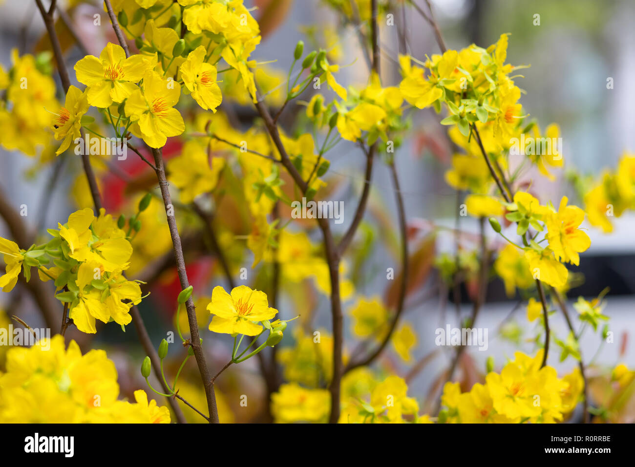 Hoa Mai tree (Ochna Integerrima) flower, traditional lunar new year in ...