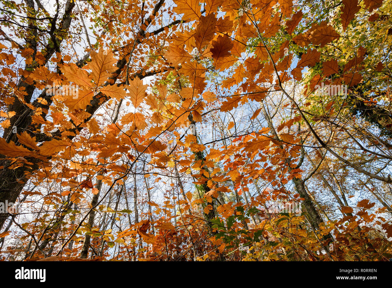 Oak forest temperate forest view from below at fall Stock Photo - Alamy