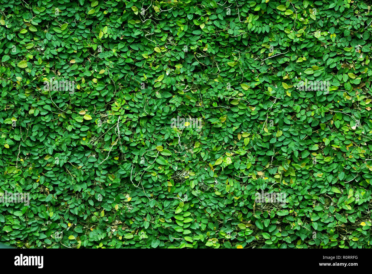 Green tropical climbing plant covering a stone wall Stock Photo - Alamy