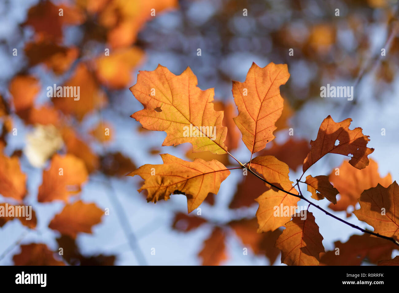 Oak tree leaves orange colors in autumn Stock Photo - Alamy