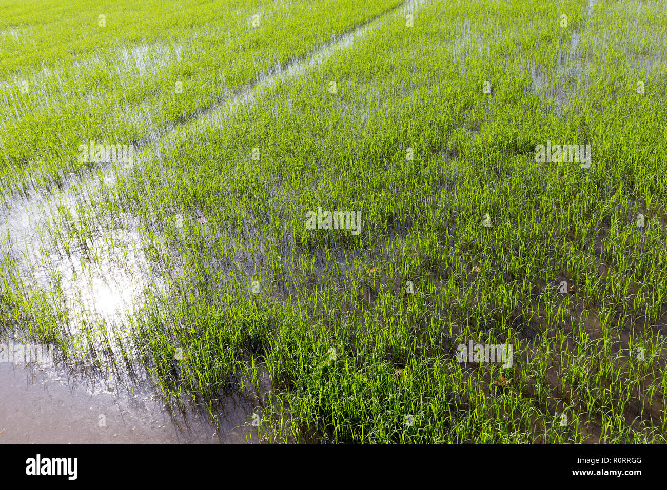 Vietnam flooded rice field hi-res stock photography and images - Alamy