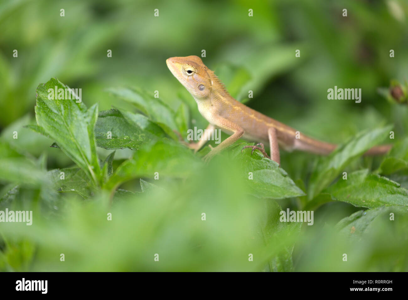Agamidae family hi-res stock photography and images - Alamy