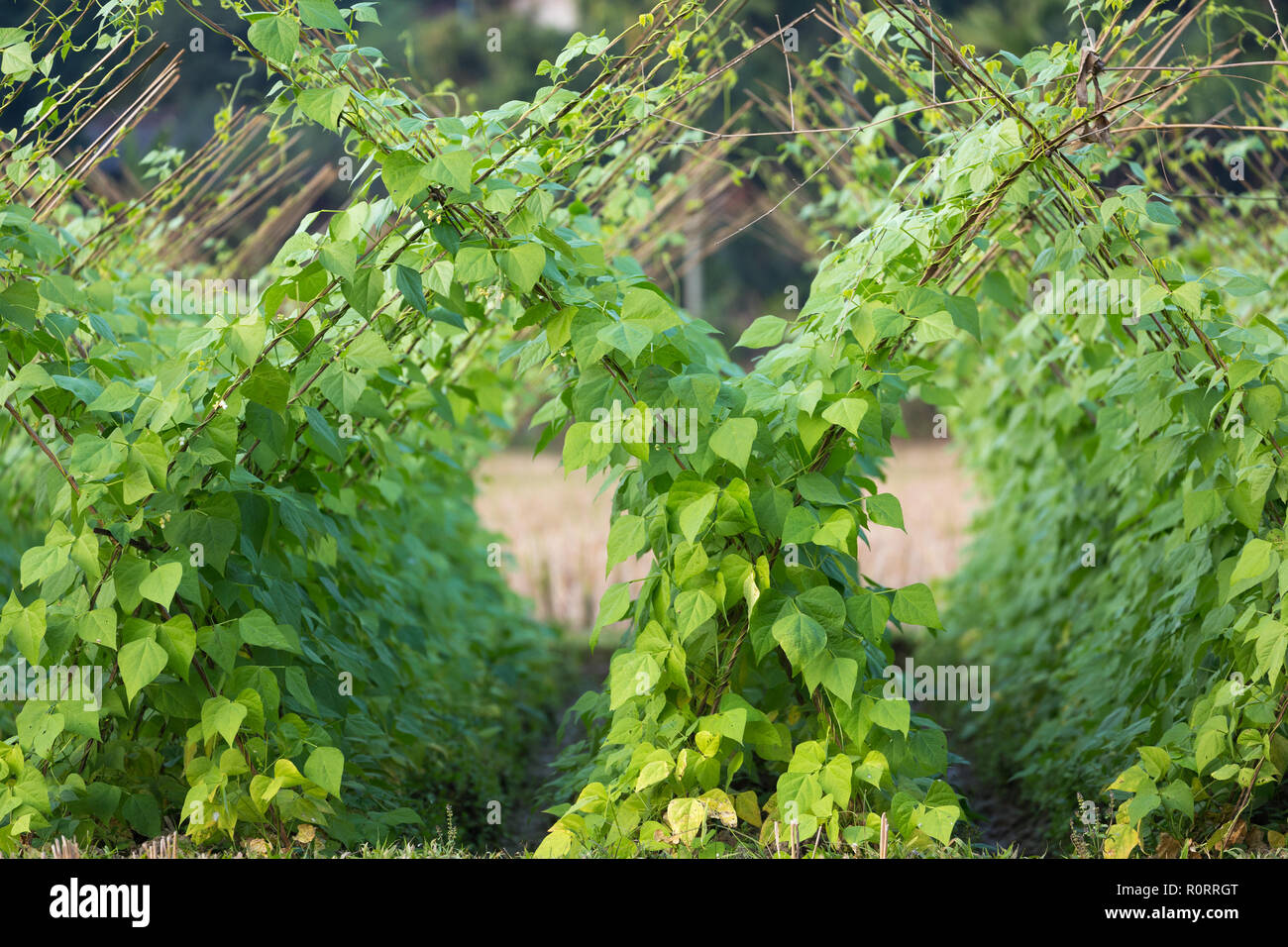 Tropical bean plantation in a Vietnamese organic vegetable garden Stock ...