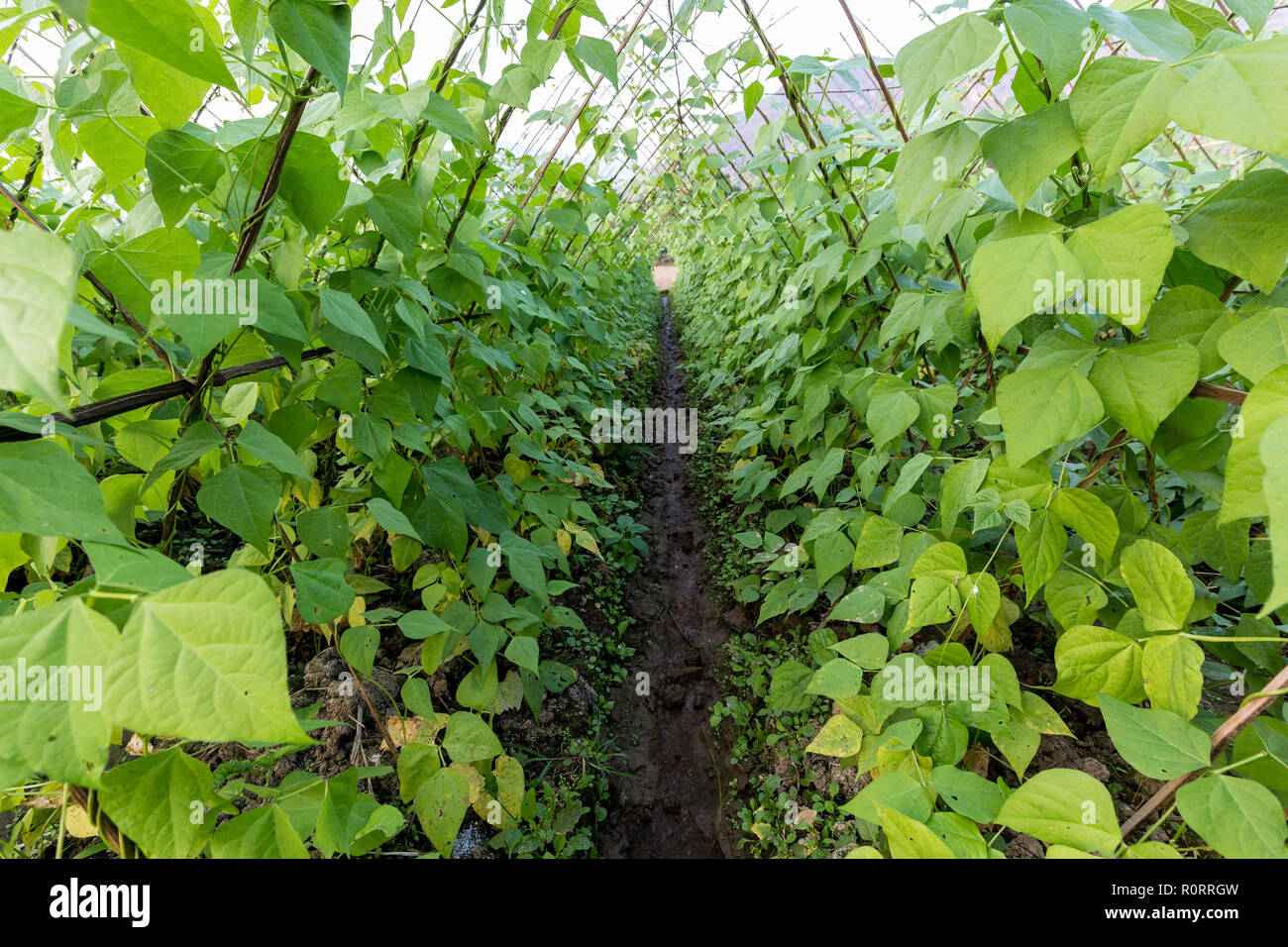 Tropical green bean plantation in Vietnam Stock Photo - Alamy