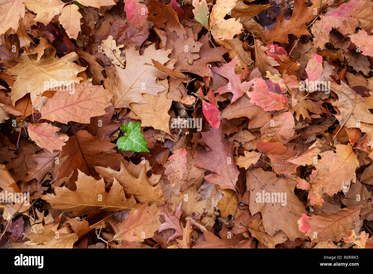 Dead leaves ground with one green ivy leaf Stock Photo - Alamy