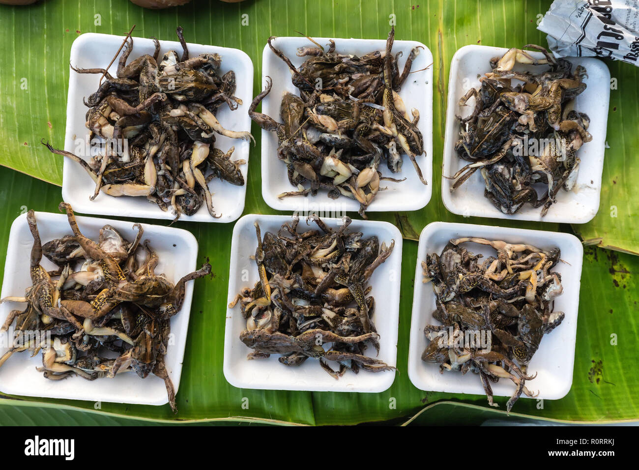 Asian frogs hi-res stock photography and images - Alamy