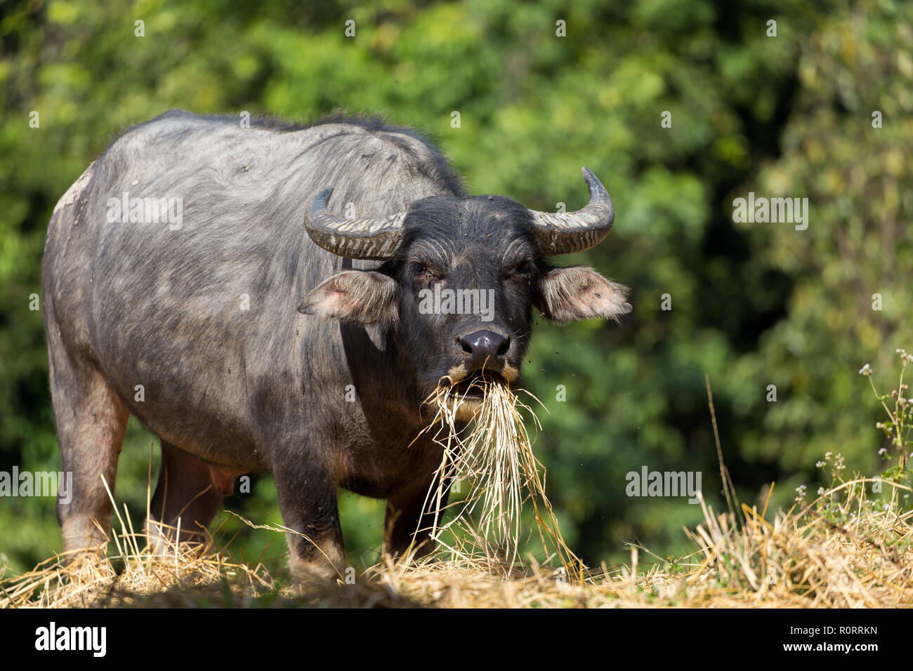 Buffalo eating hay in field hi-res stock photography and images - Alamy