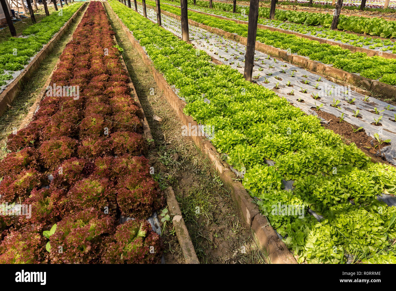 Organic salad field in a tropical vegetable garden Stock Photo - Alamy