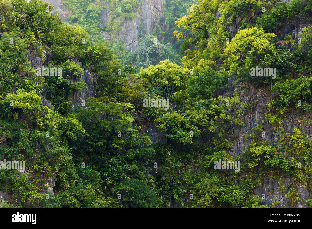 Rainforest on rocky cliff in the Halong bay, Vietnam Stock Photo - Alamy