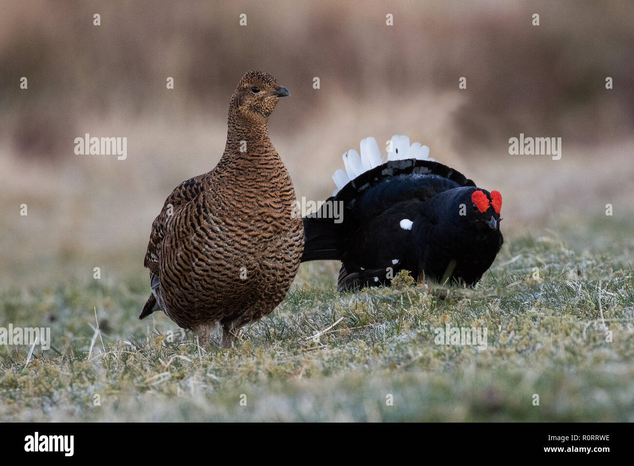 Female Black Grouse (Greyhen) with attendant displaying male Stock ...