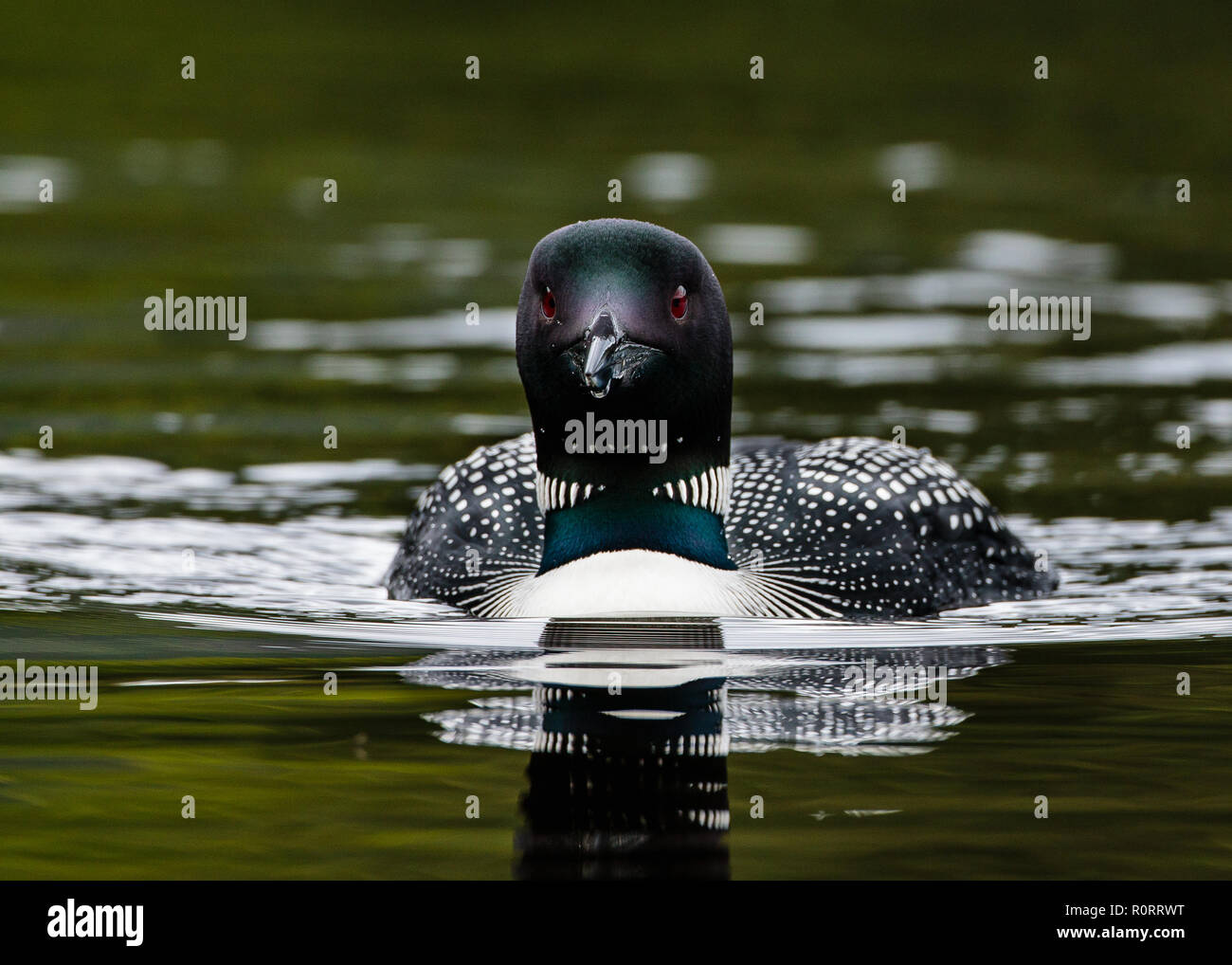 Great Northern Diver, Gavia immer, in breeding plumage Stock Photo - Alamy