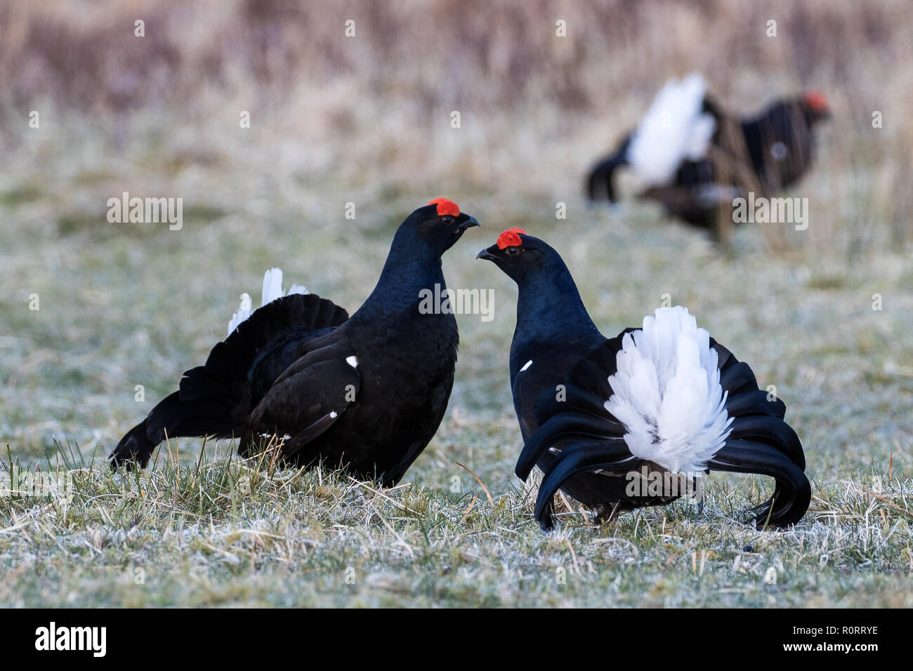 Black Grouse, Tetrao tetrix, displaying on lek Stock Photo - Alamy