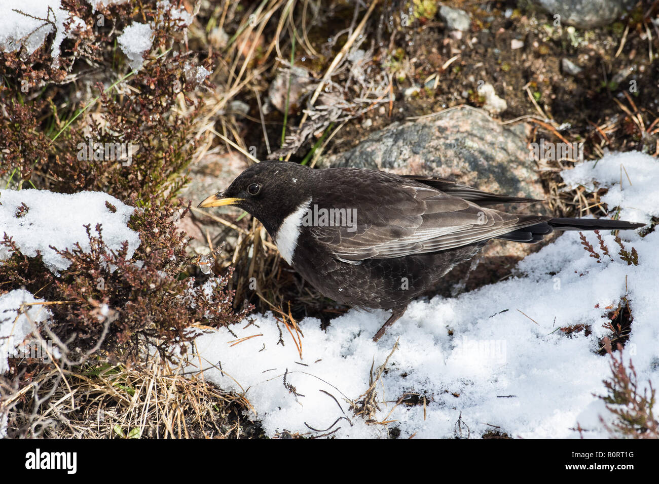 Ring Ouzel, Turdus torquatus, male early spring Stock Photo - Alamy