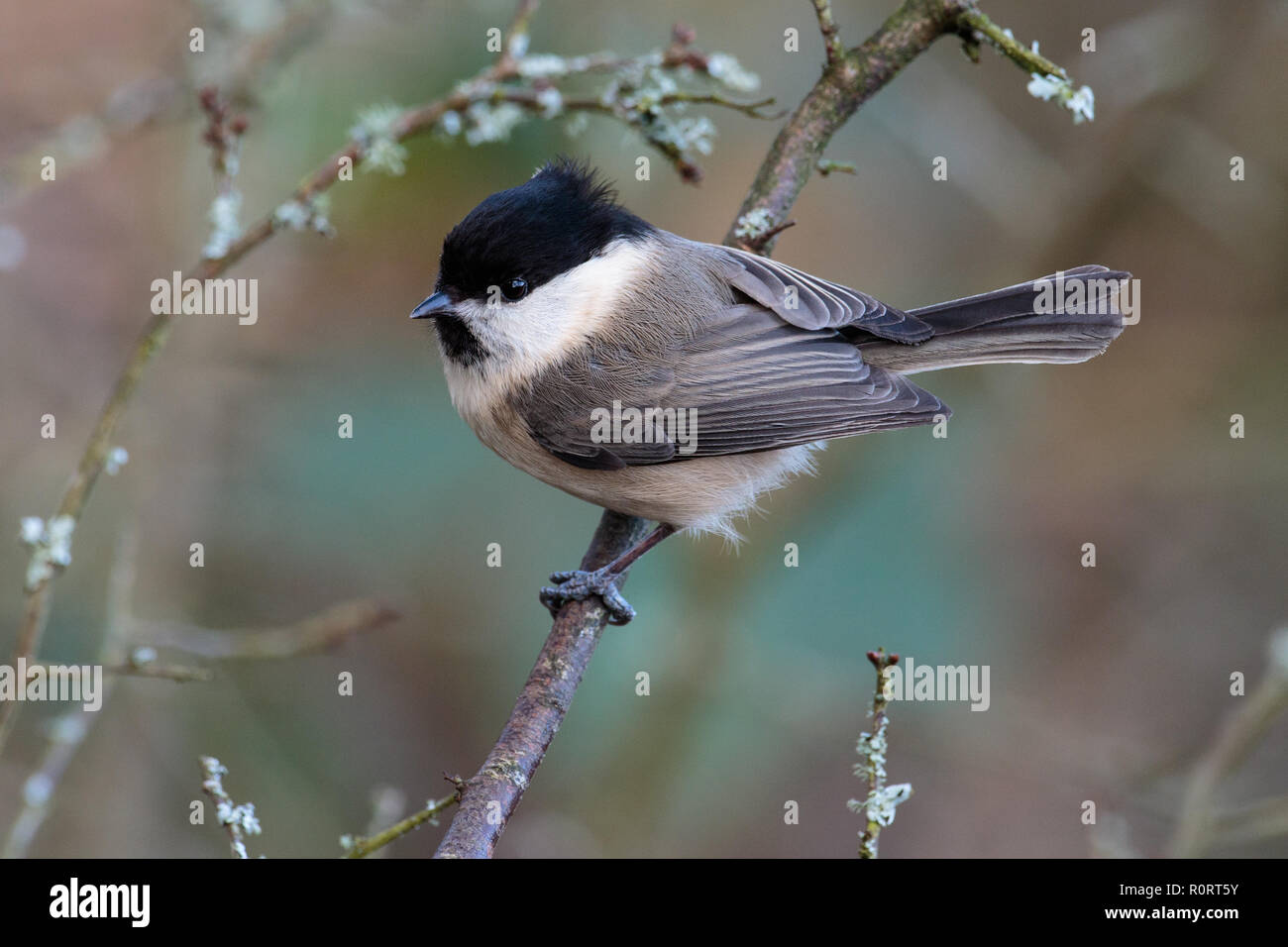 Willow Tit, Parus montanus Stock Photo - Alamy