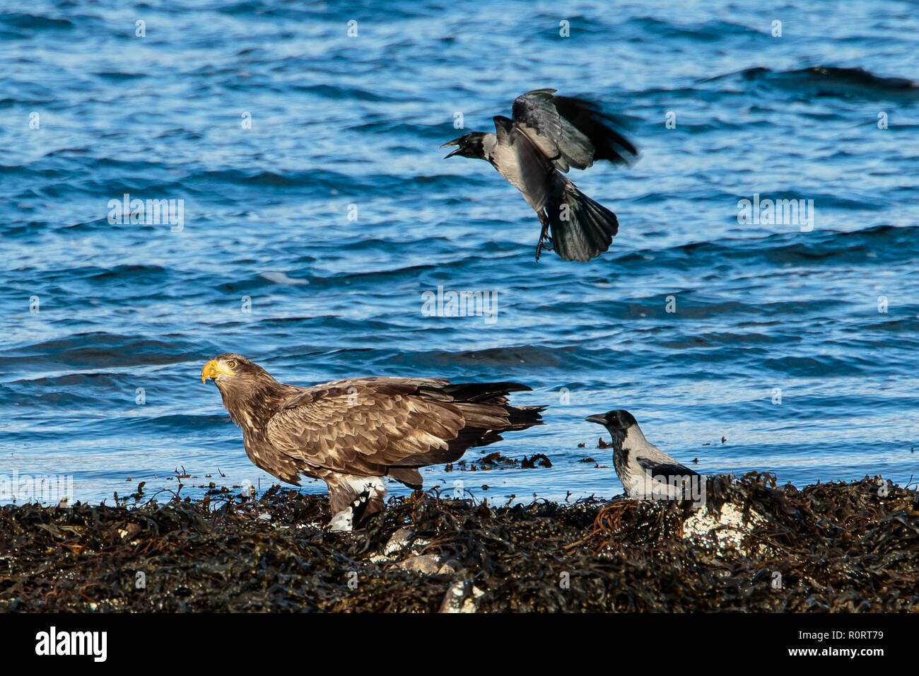 Hooded crows hi-res stock photography and images - Alamy