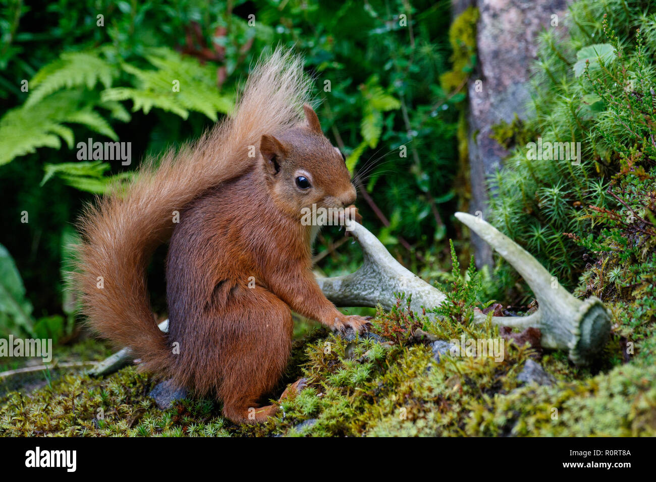 Red Squirrel, Scuirus vulgaris, knawing on deer antler Stock Photo - Alamy