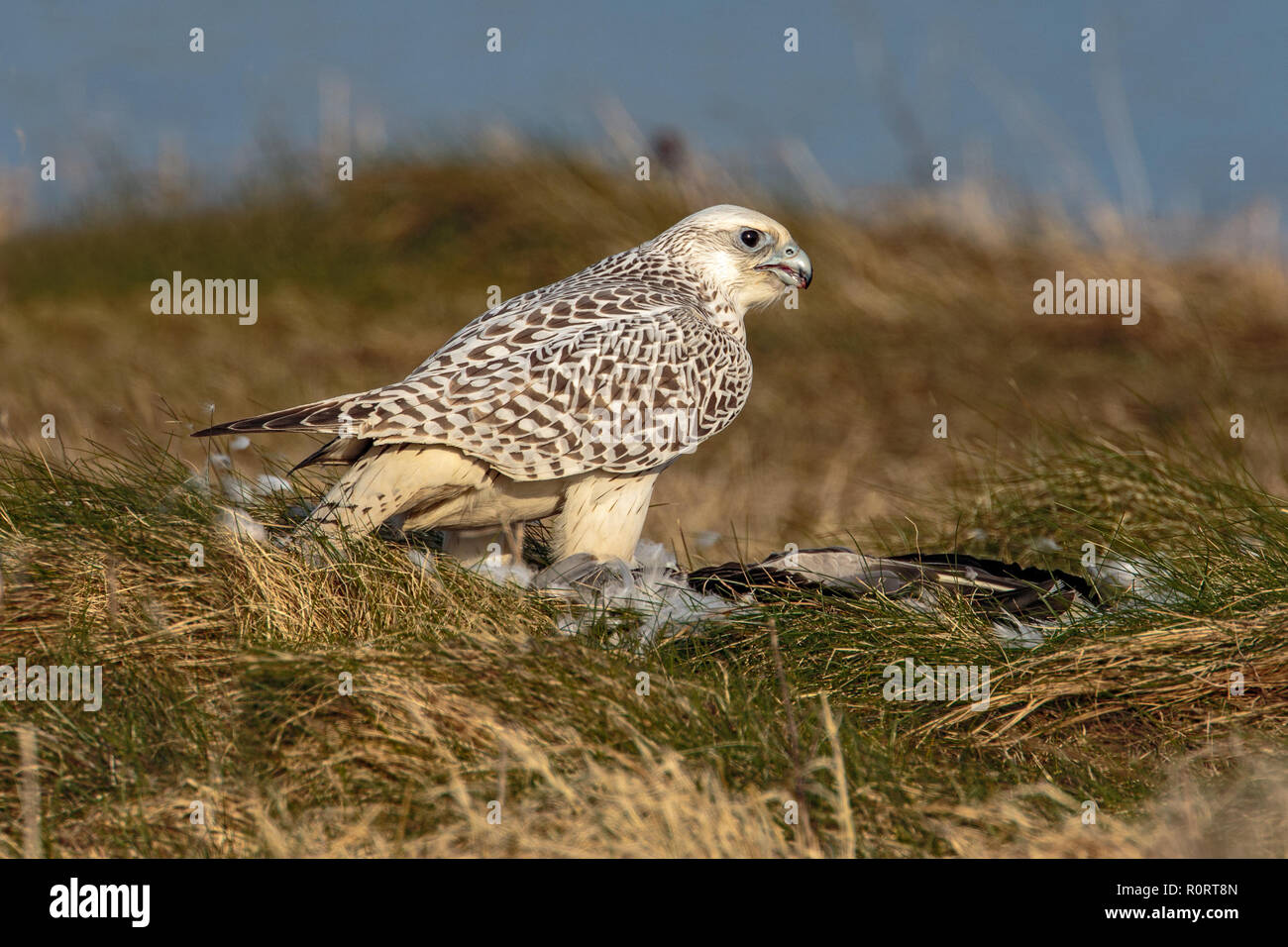 Falco rusticolus white hi-res stock photography and images - Alamy