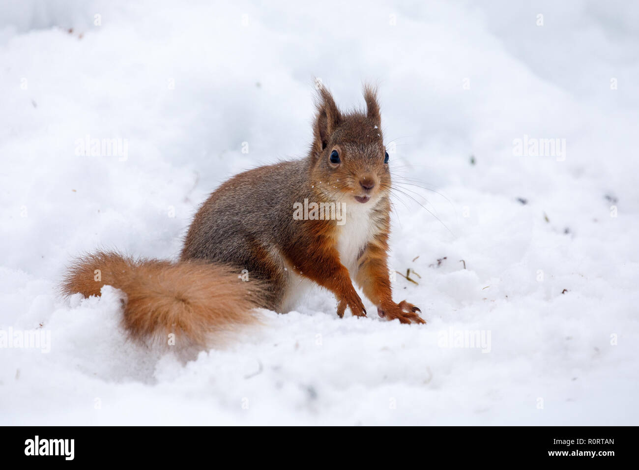 Red Squirrel, Scuirus vulgaris, in snow Stock Photo - Alamy