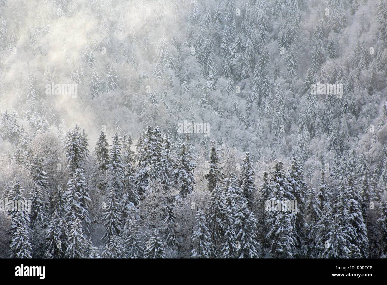 Scenery and haze and outdoors with nature trees hi-res stock ...