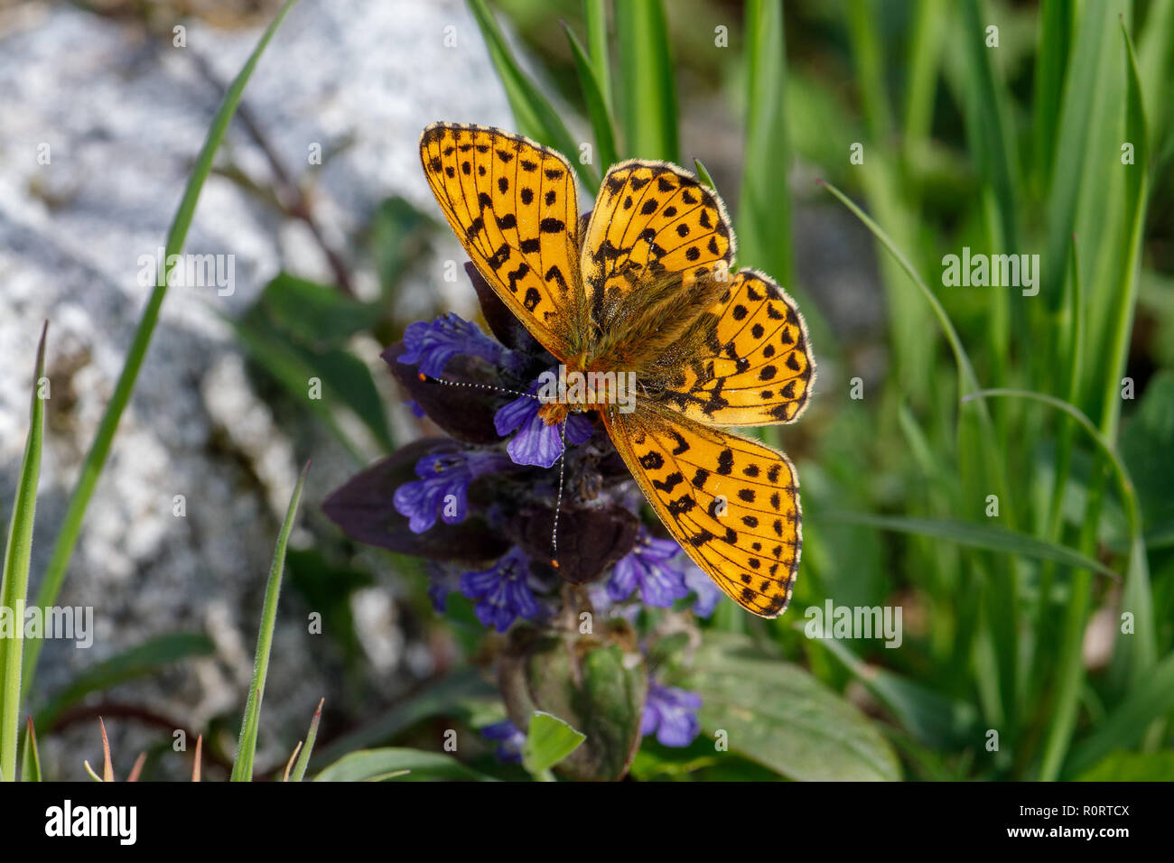 Pearl bordered fritillary butterfly boloria euphrosyne hi-res stock ...