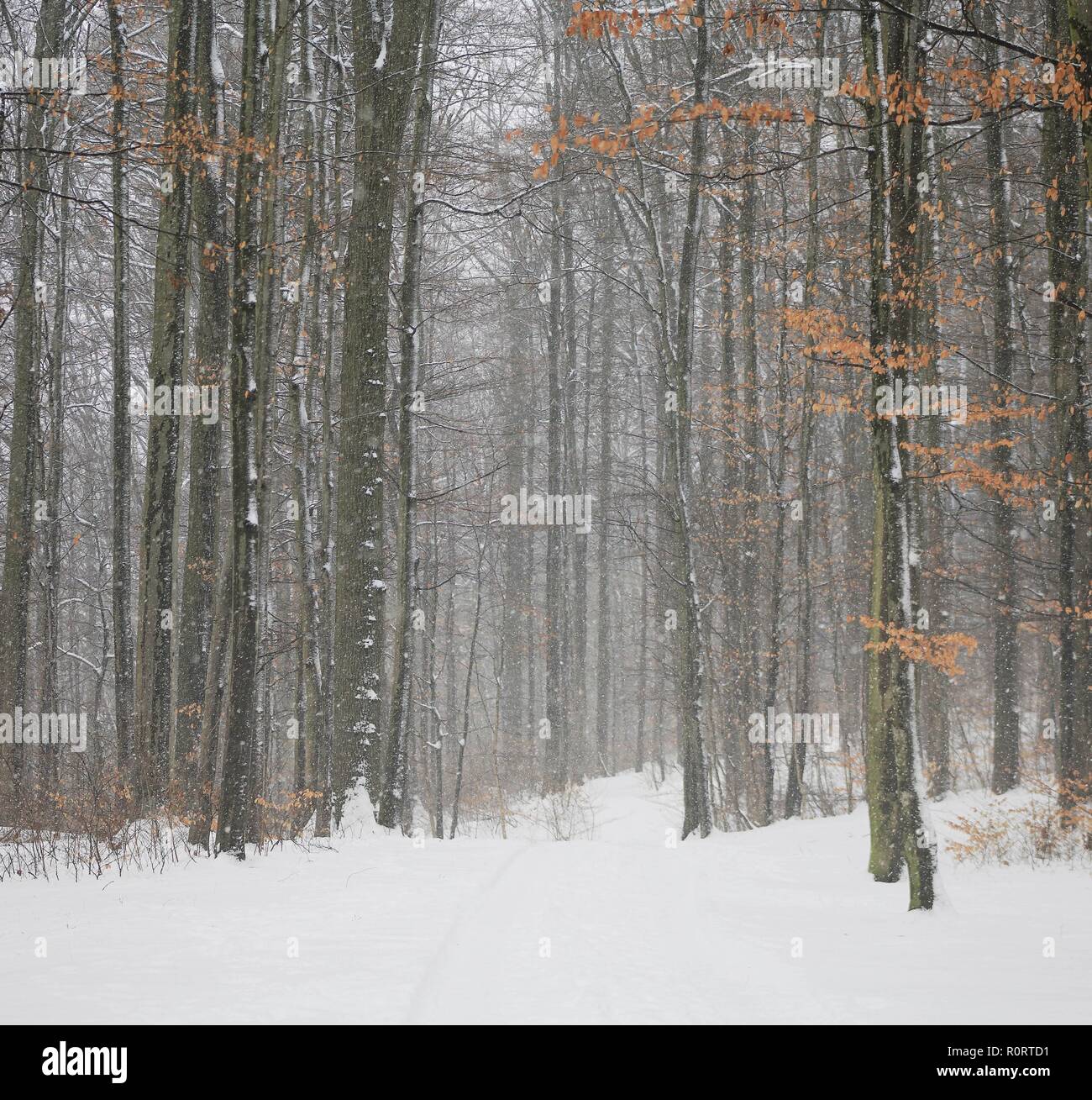 winter forest scene Stock Photo - Alamy