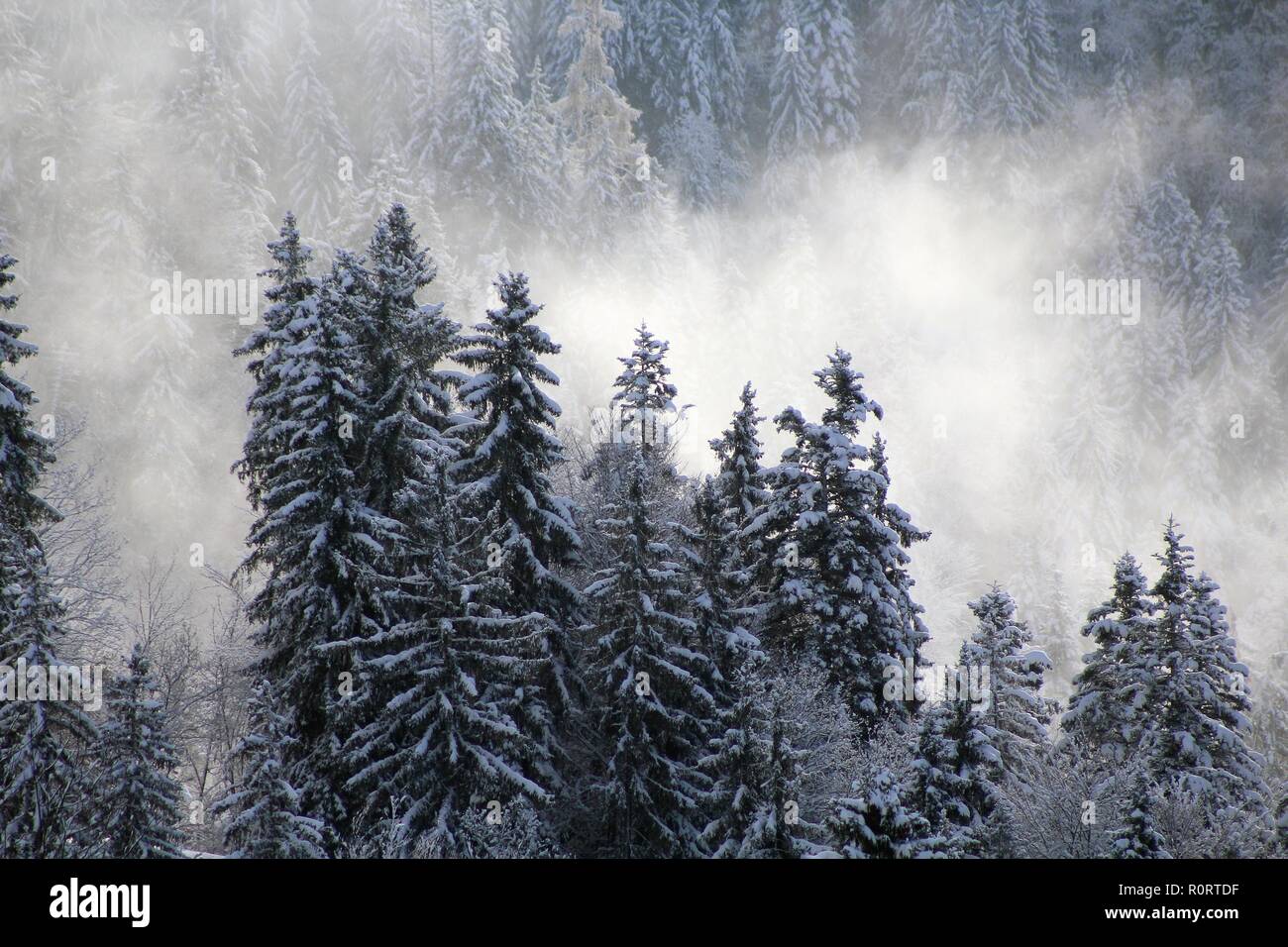 Trees mist fog alpine landscape hi-res stock photography and images - Alamy