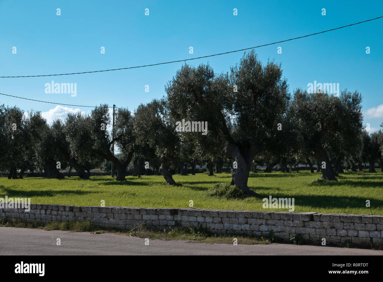 olive trees in sunny morning of autumn Stock Photo - Alamy