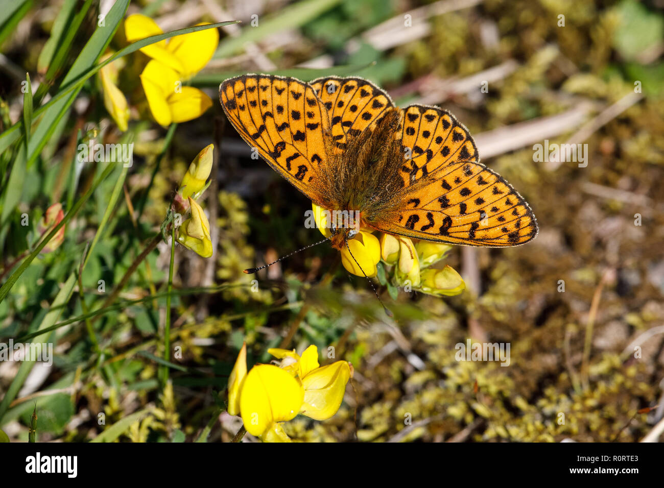 Pearl-bordered Fritillary butterfly, Boloria euphrosyne Stock Photo - Alamy