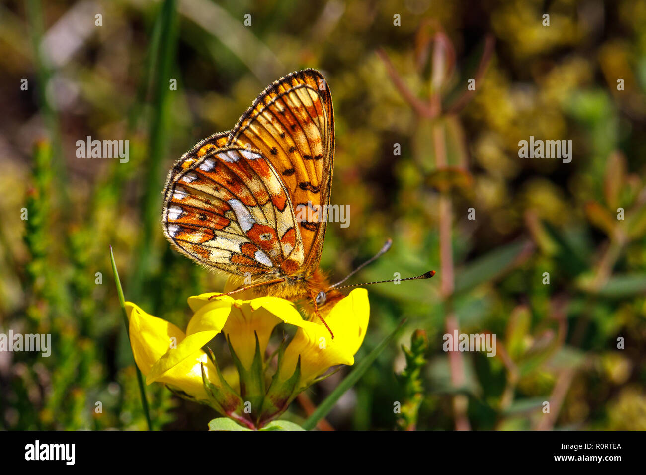 Pearl-bordered Fritillary butterfly, Boloria euphrosyne Stock Photo - Alamy