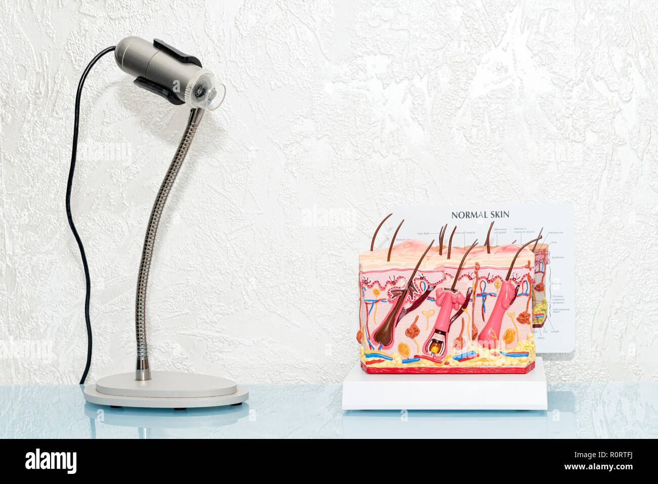 The Human Skin Cross-Section model. Detailed human skin structure with ...